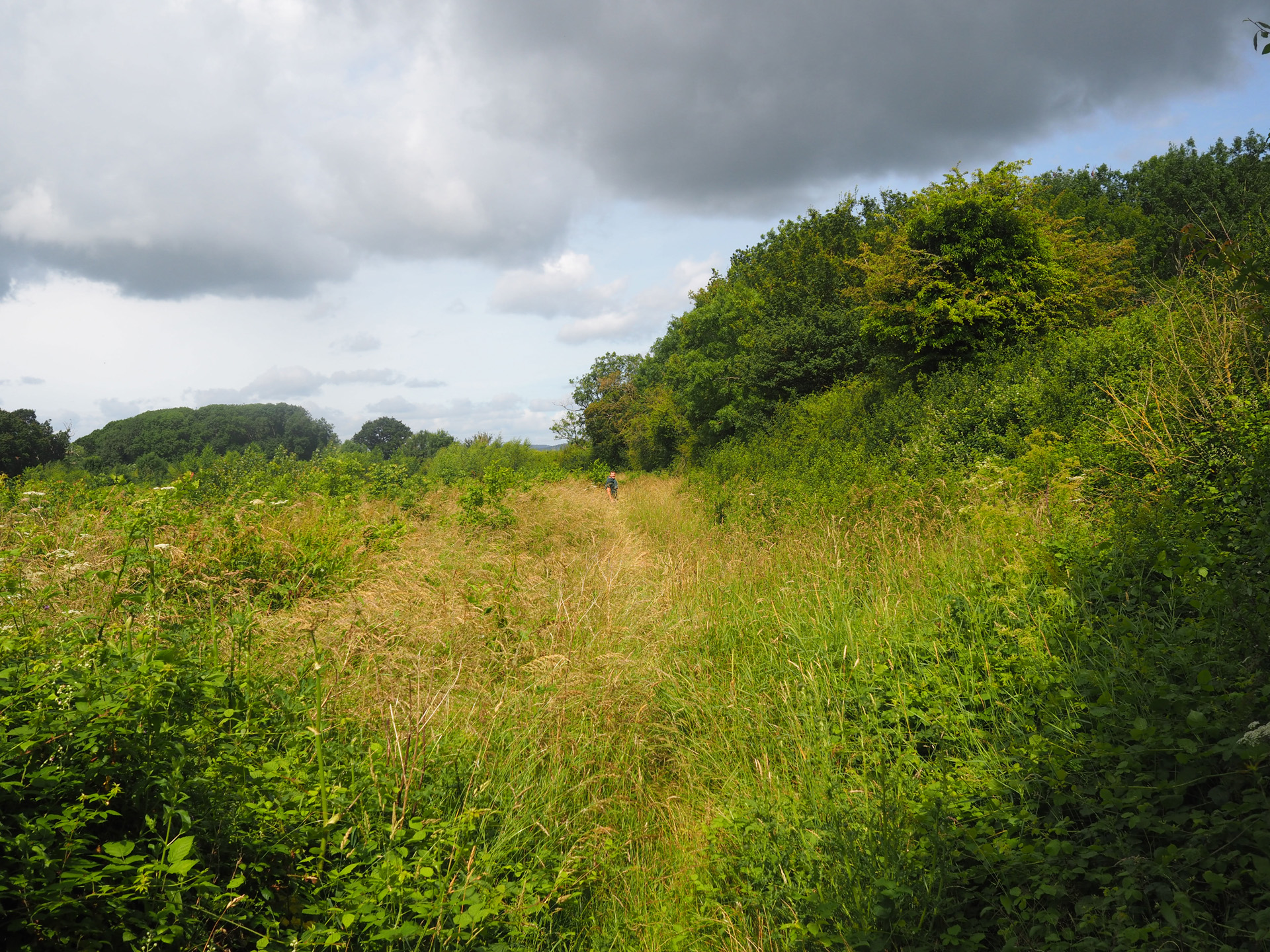 Rewilding project series No 1 - Grasslands & wedding lawns