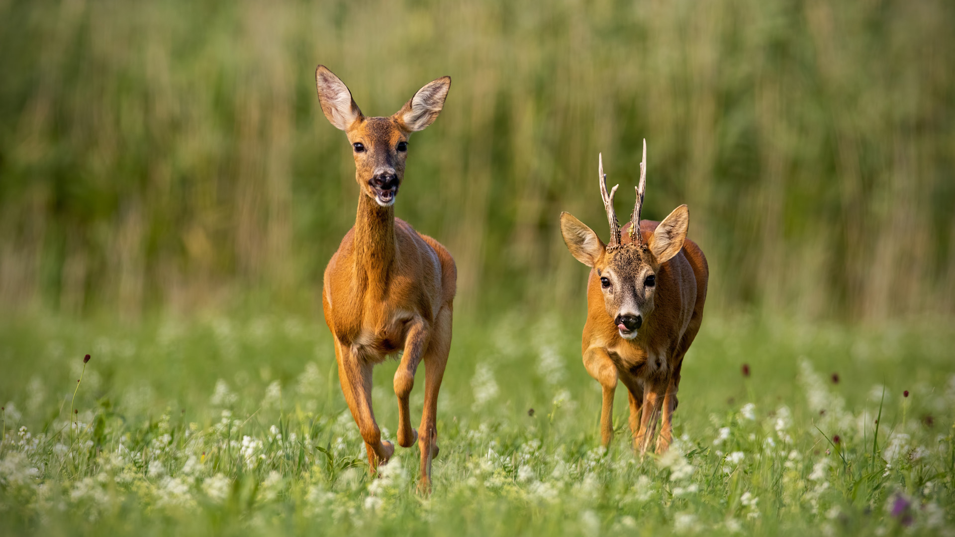 Our Rewilding Project and what it means for the estate