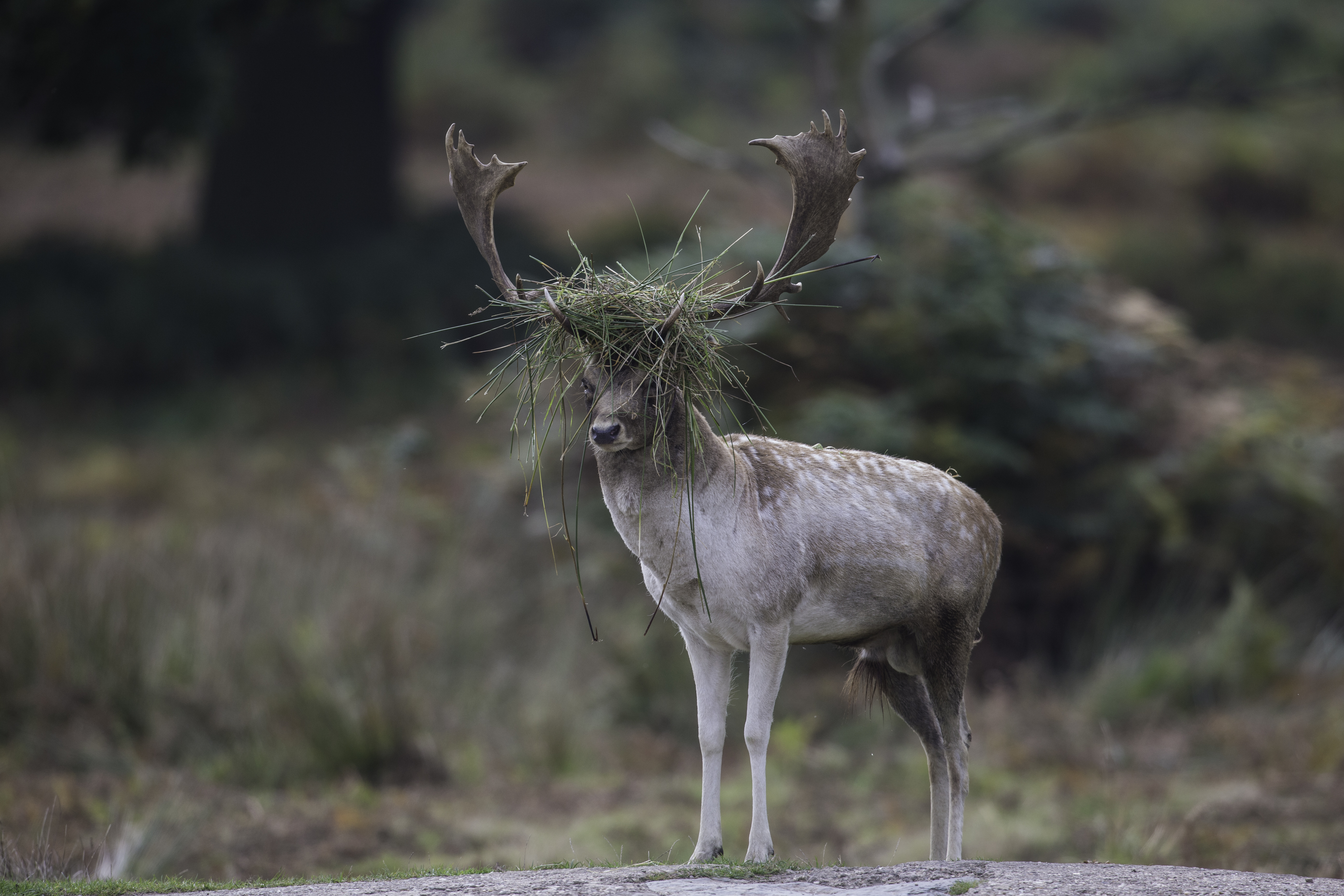 Rewilding | Sustainable weddings