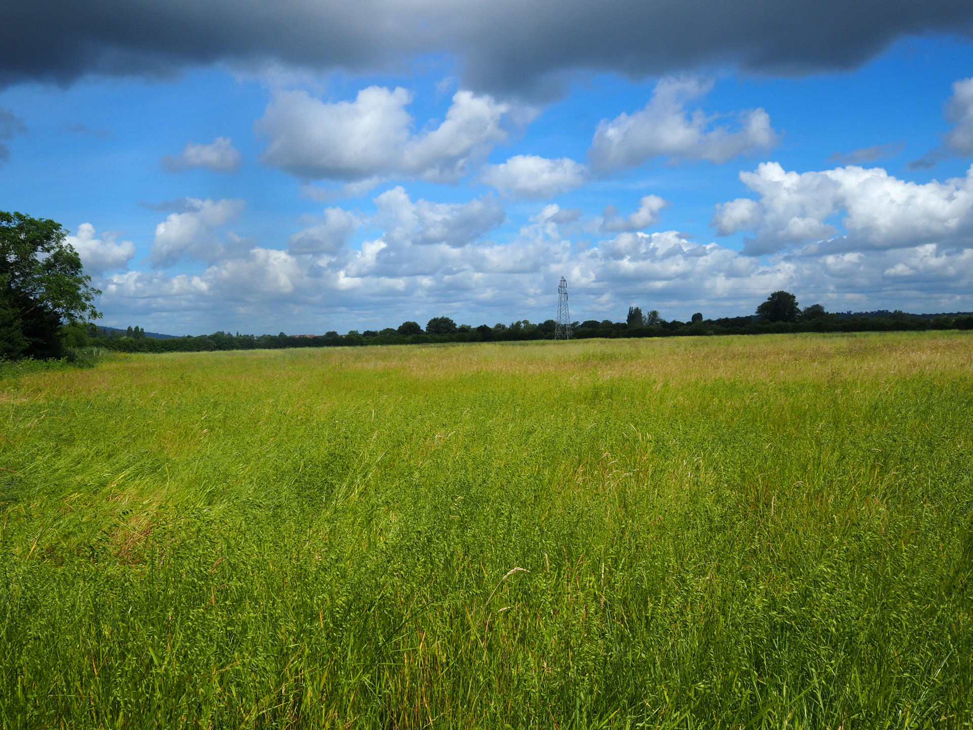 Rewilding project series No 1 - Grasslands & wedding lawns